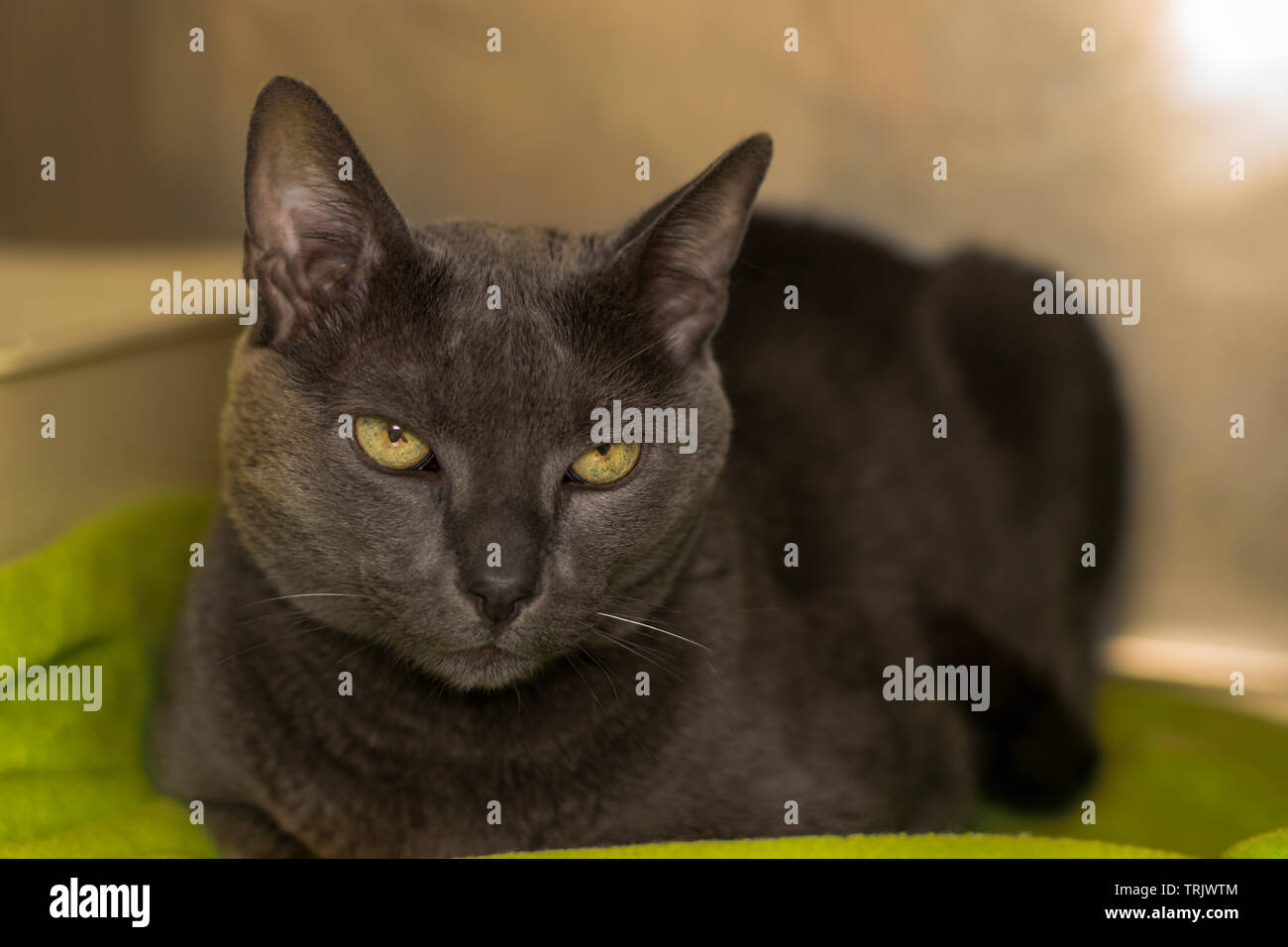 Russian blue cat breed with iris pigmentation, melanoma Stock Photo - Alamy