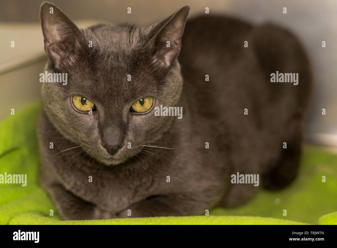 Russian blue cat breed with iris pigmentation, melanoma Stock Photo - Alamy