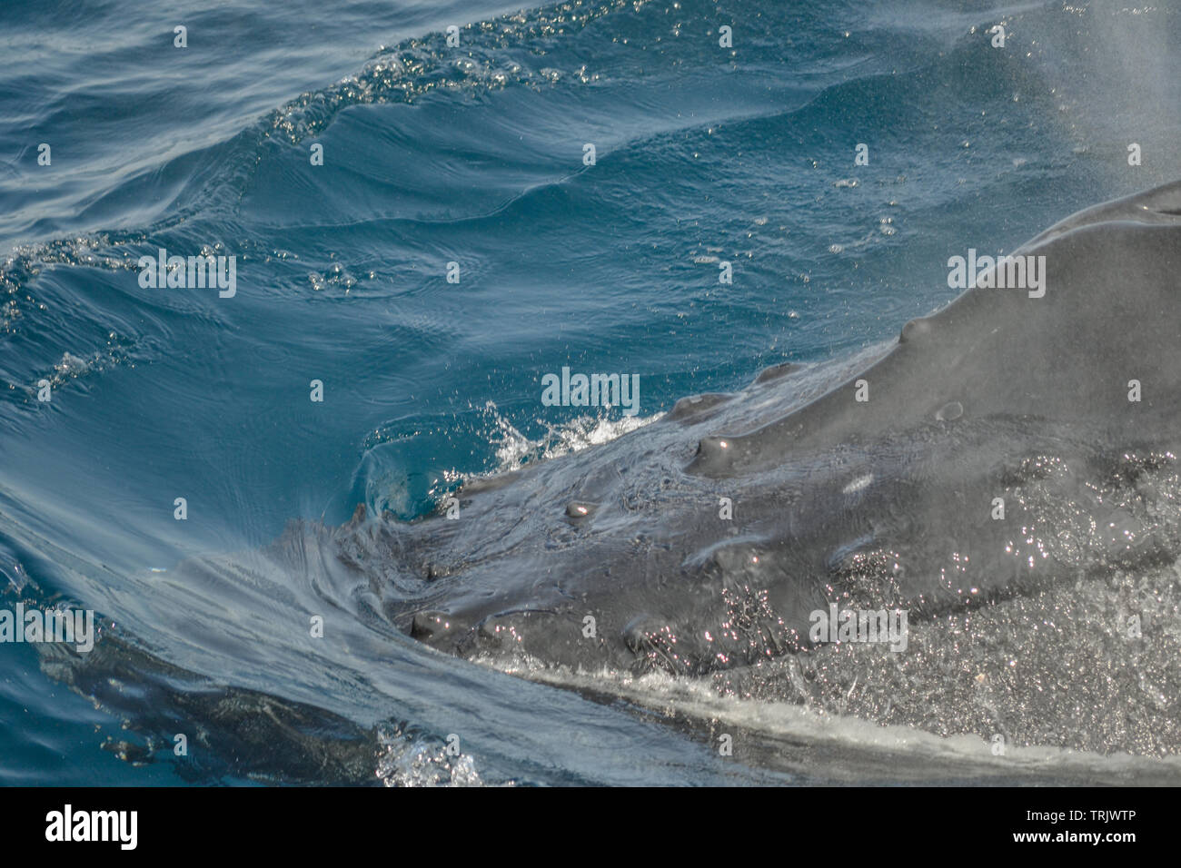 beautiful close up photo shootong of humpback whales in Australia ...