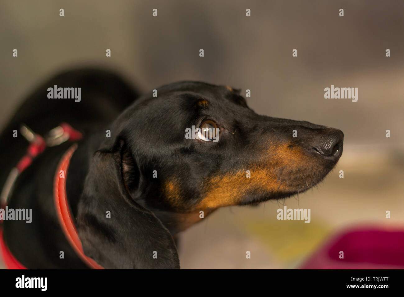 dachshund dog breed looking scared Stock Photo - Alamy