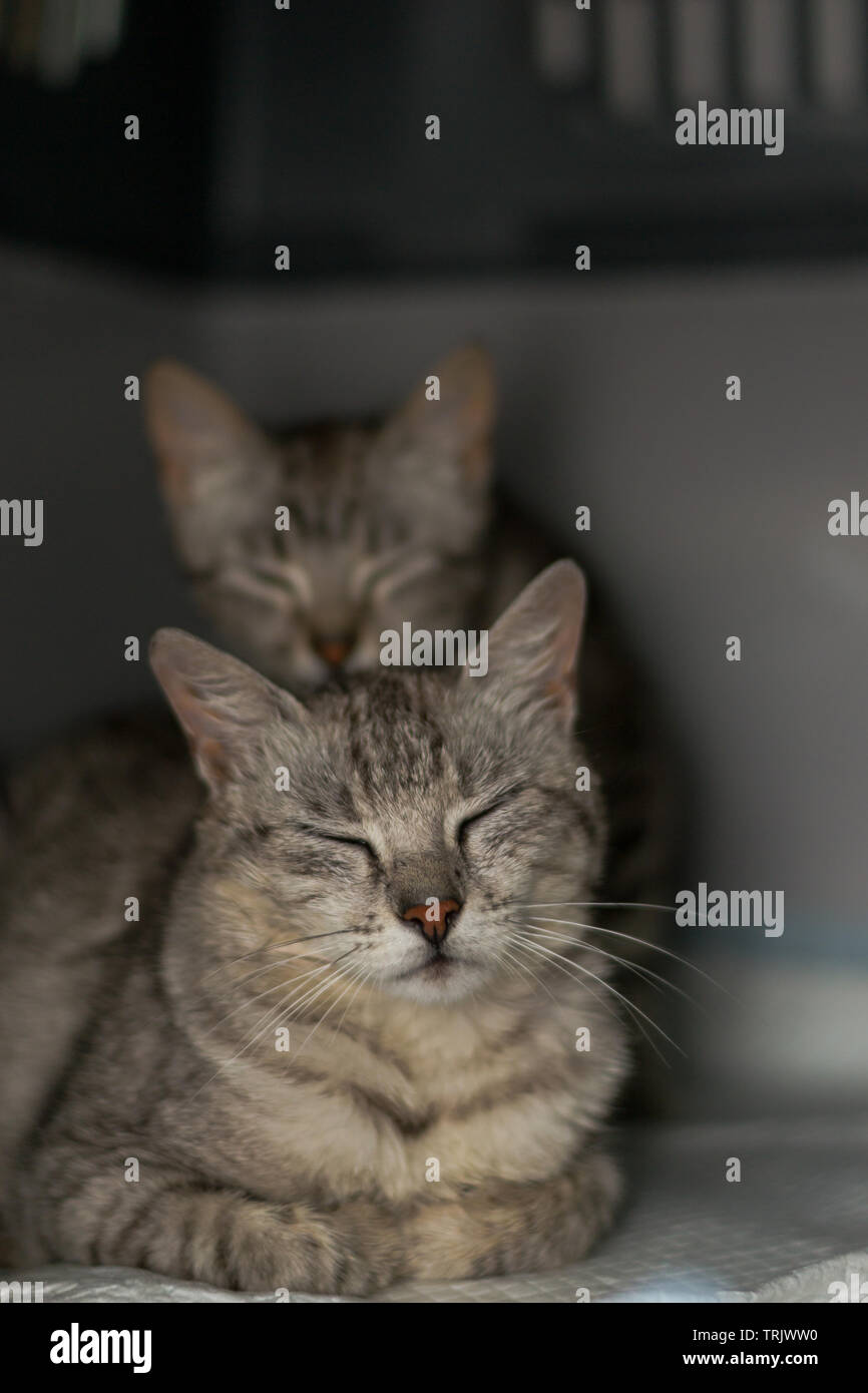 cats with eyes closed in the cage at the veterinary clinic Stock Photo ...