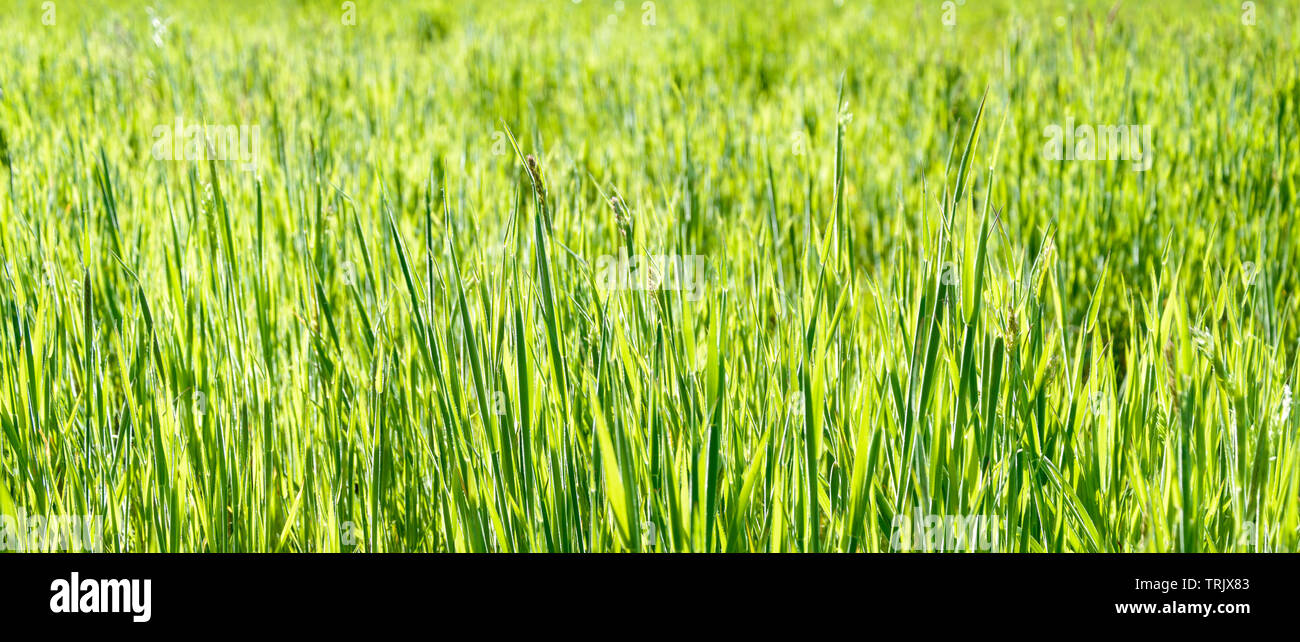 Green grass in yard spring hi-res stock photography and images - Alamy