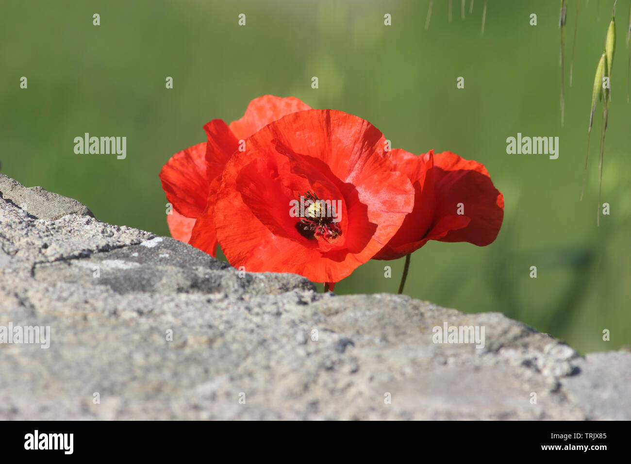 Poppy flower beside traditional stone wall Stock Photo - Alamy