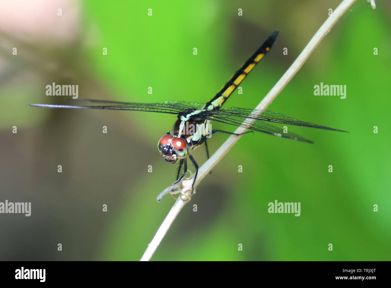Macro of a Florida dragonfly Stock Photo - Alamy