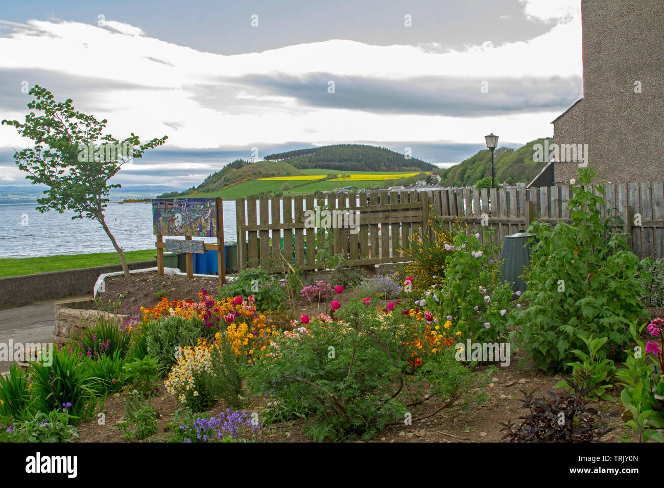 Scottish plants hi-res stock photography and images - Alamy