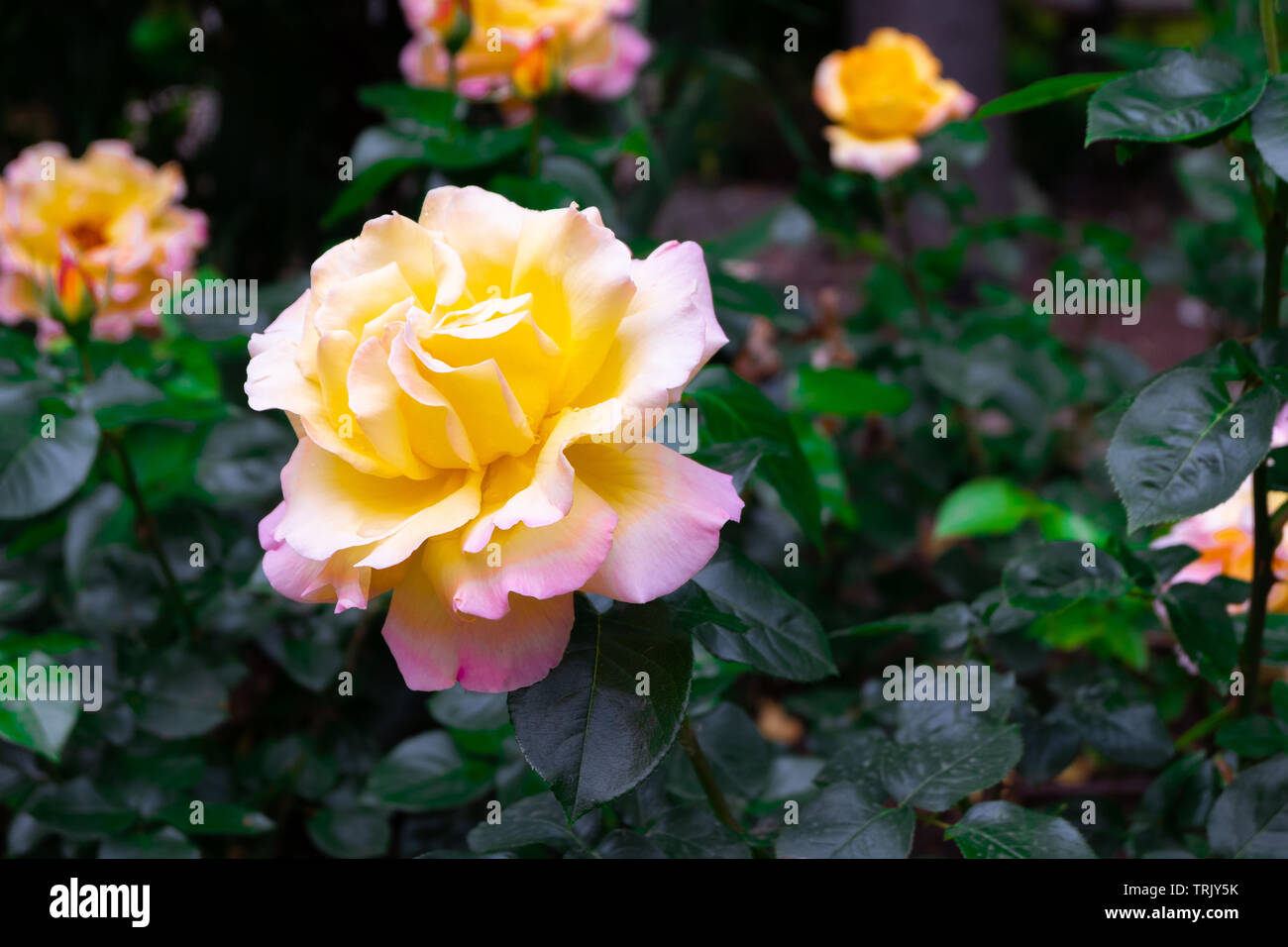 Yellow pink roses hi-res stock photography and images - Alamy