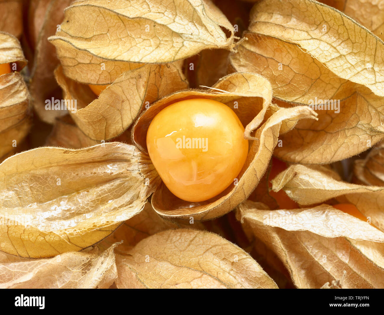 Cape gooseberry fruit in lantern food photograph Stock Photo - Alamy
