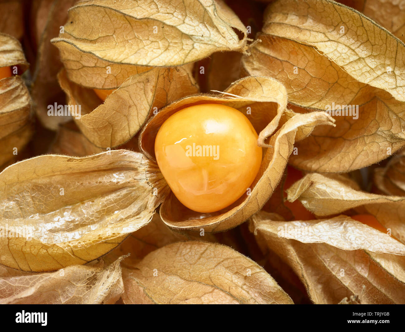 Cape gooseberry fruit in lantern food photograph Stock Photo - Alamy