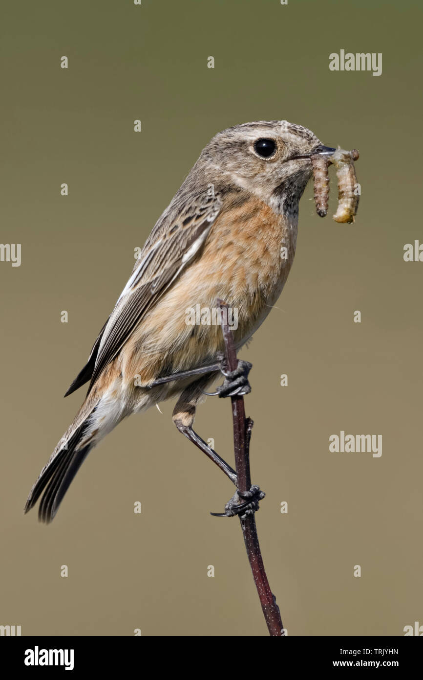 Grubs hi-res stock photography and images - Alamy