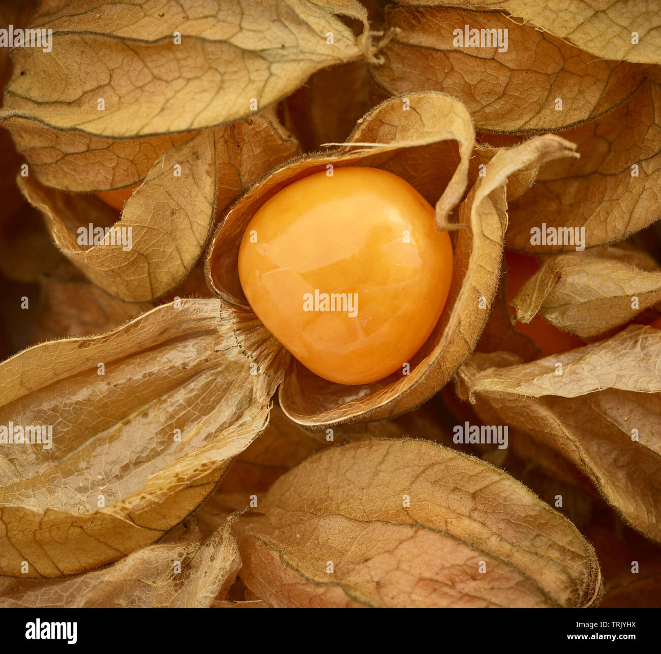 Cape gooseberry fruit in lantern food photograph Stock Photo - Alamy