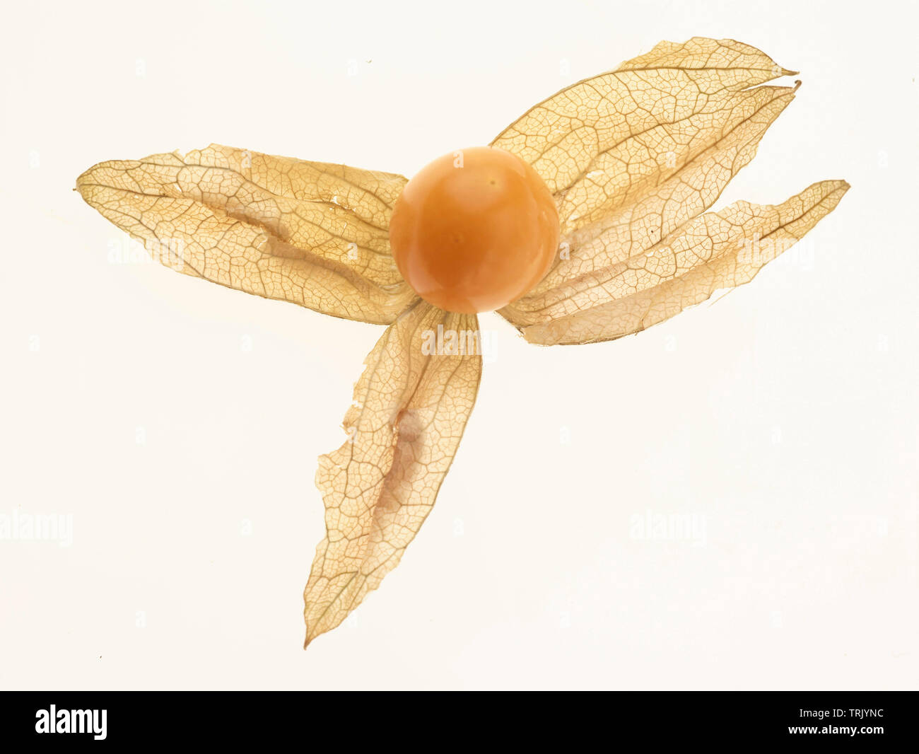 Cape gooseberry fruit in lantern food photograph Stock Photo - Alamy