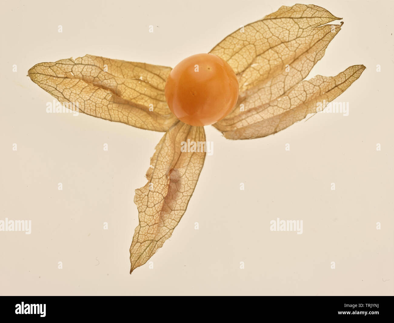 Cape gooseberry fruit in lantern food photograph Stock Photo - Alamy