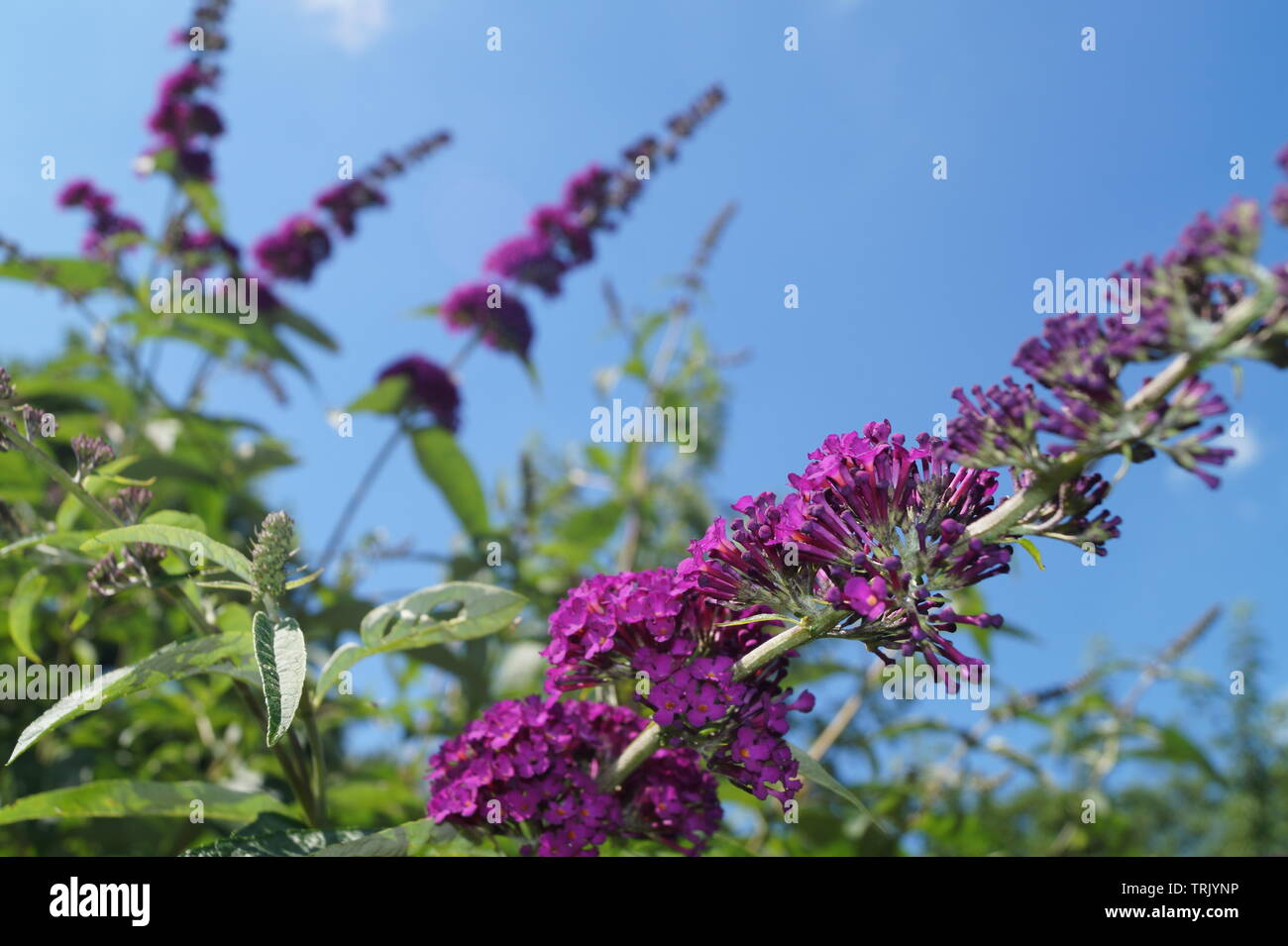 Butterfly tree - Buddleja davidii Stock Photo - Alamy