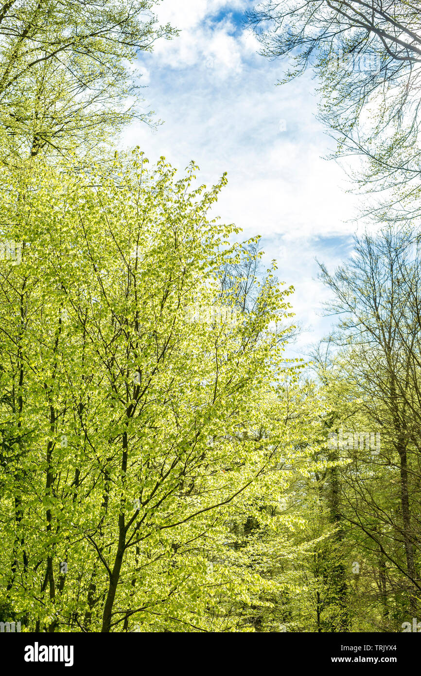 Beech tree canopy in spring Stock Photo - Alamy