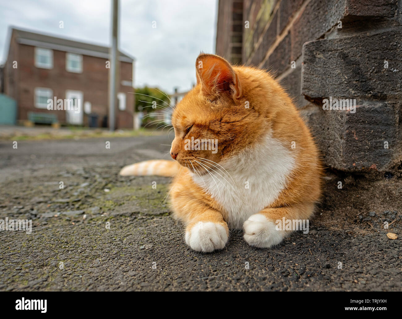Domesticated Cat laying low on a street corner in Seahouses ...