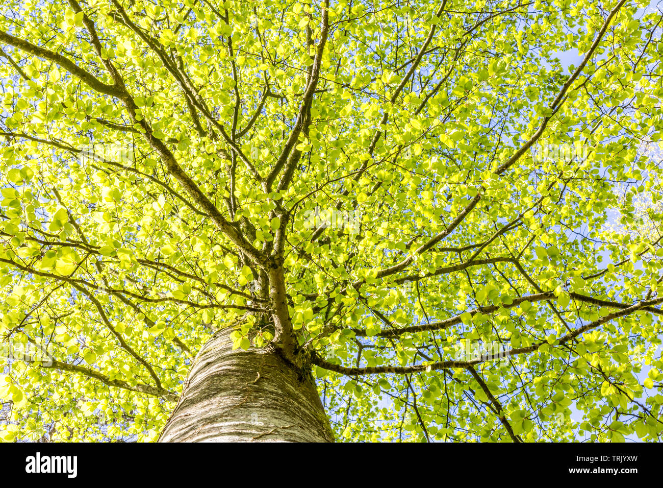 Crown of beech tree in spring as seen from below Stock Photo - Alamy