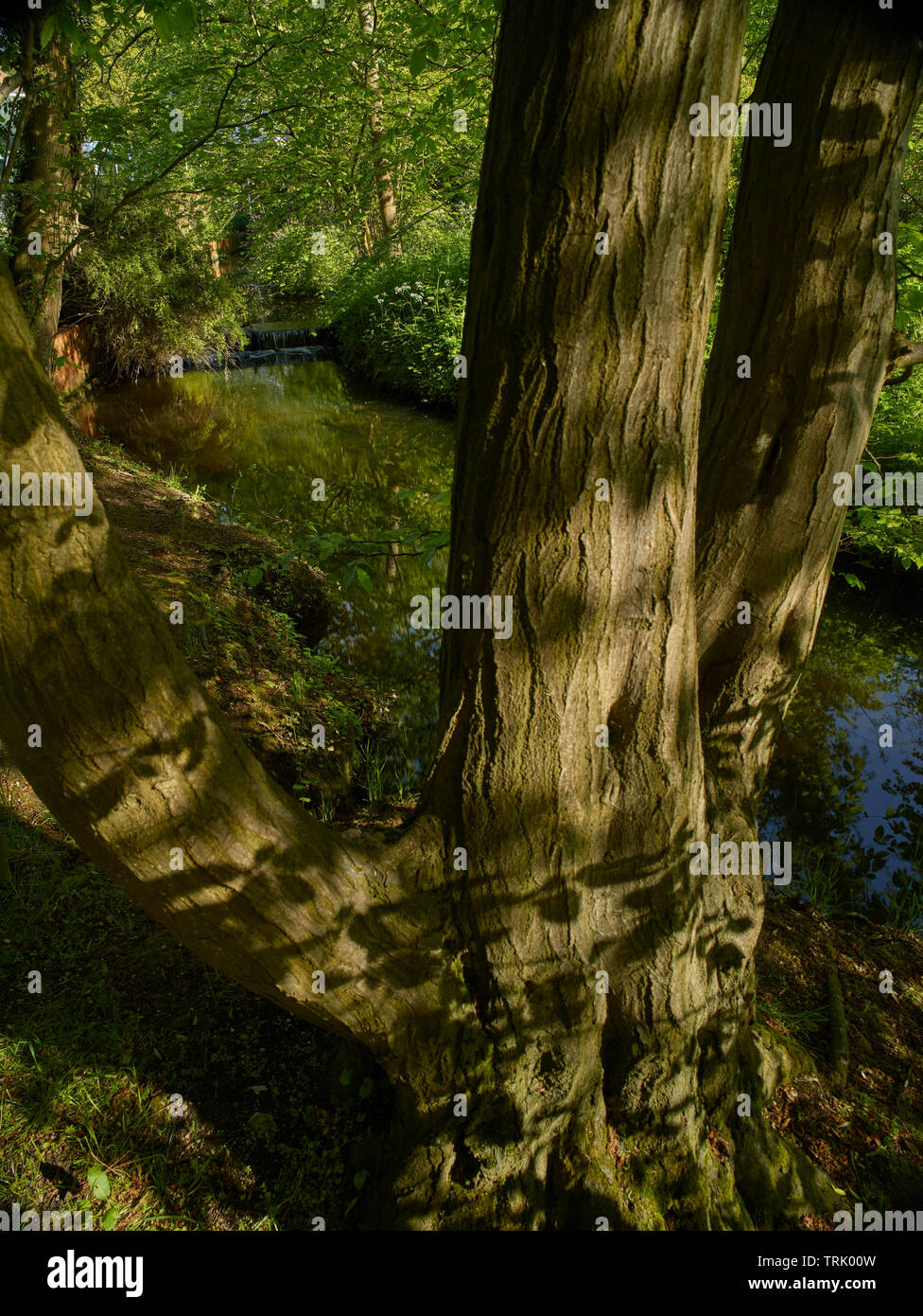 Regrowth trees bark trunk hi-res stock photography and images - Alamy