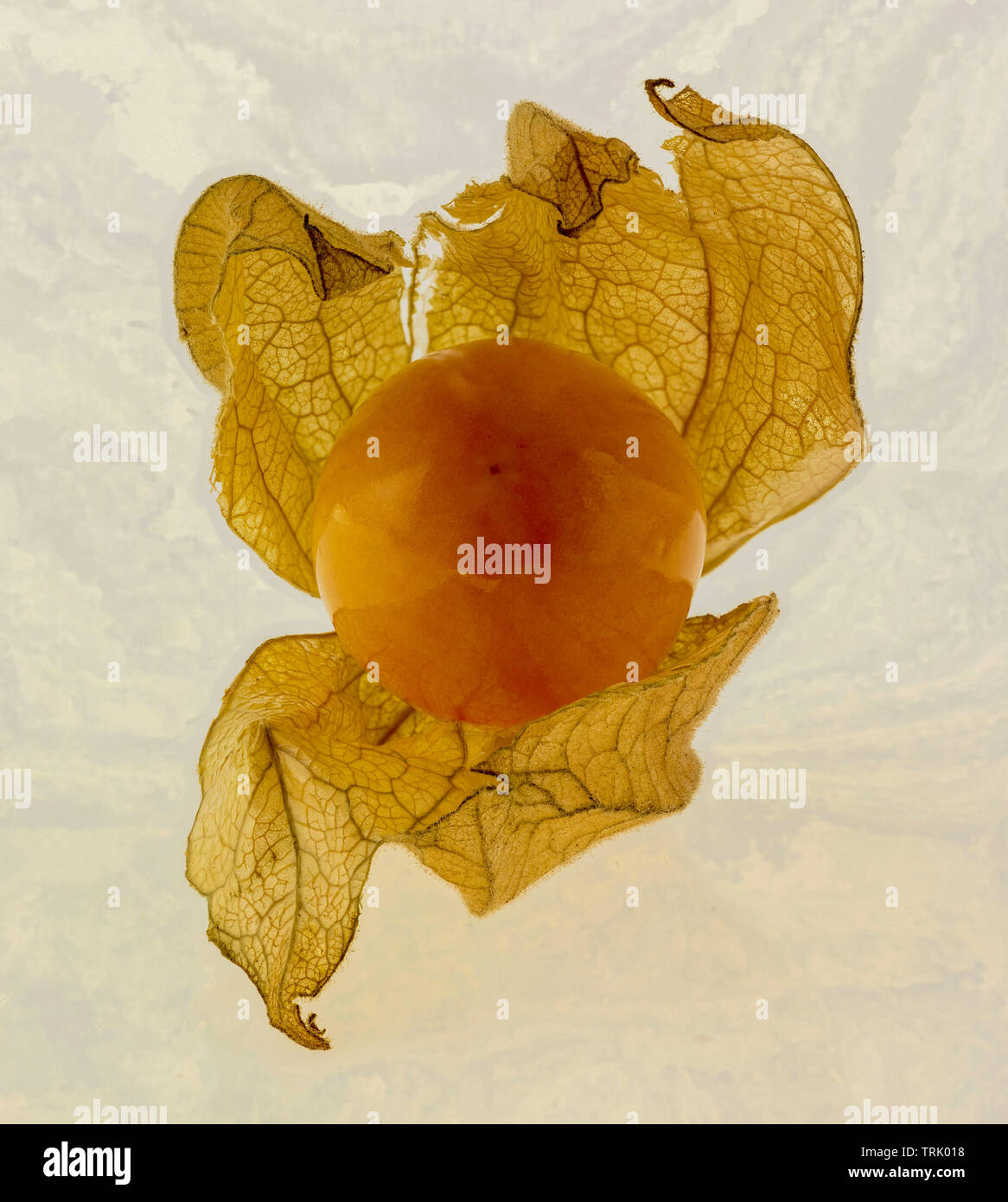 Cape gooseberry fruit in lantern food photograph Stock Photo - Alamy