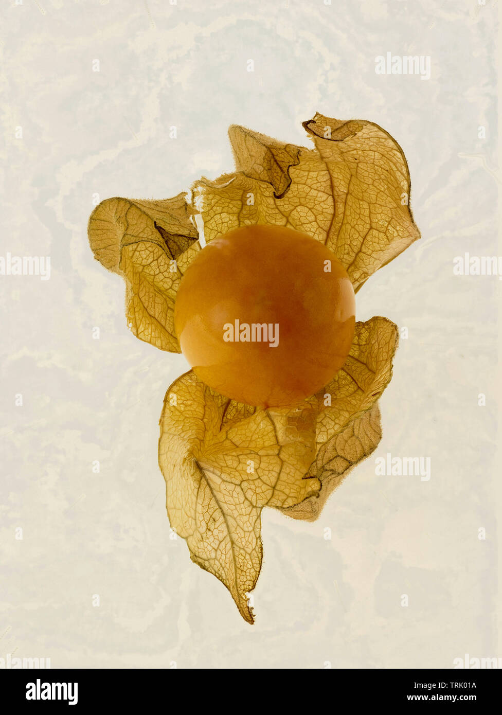 Cape gooseberry fruit in lantern food photograph Stock Photo - Alamy