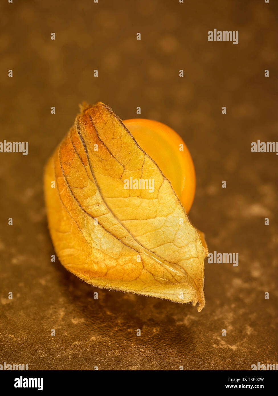 Cape gooseberry fruit in lantern food photograph Stock Photo - Alamy