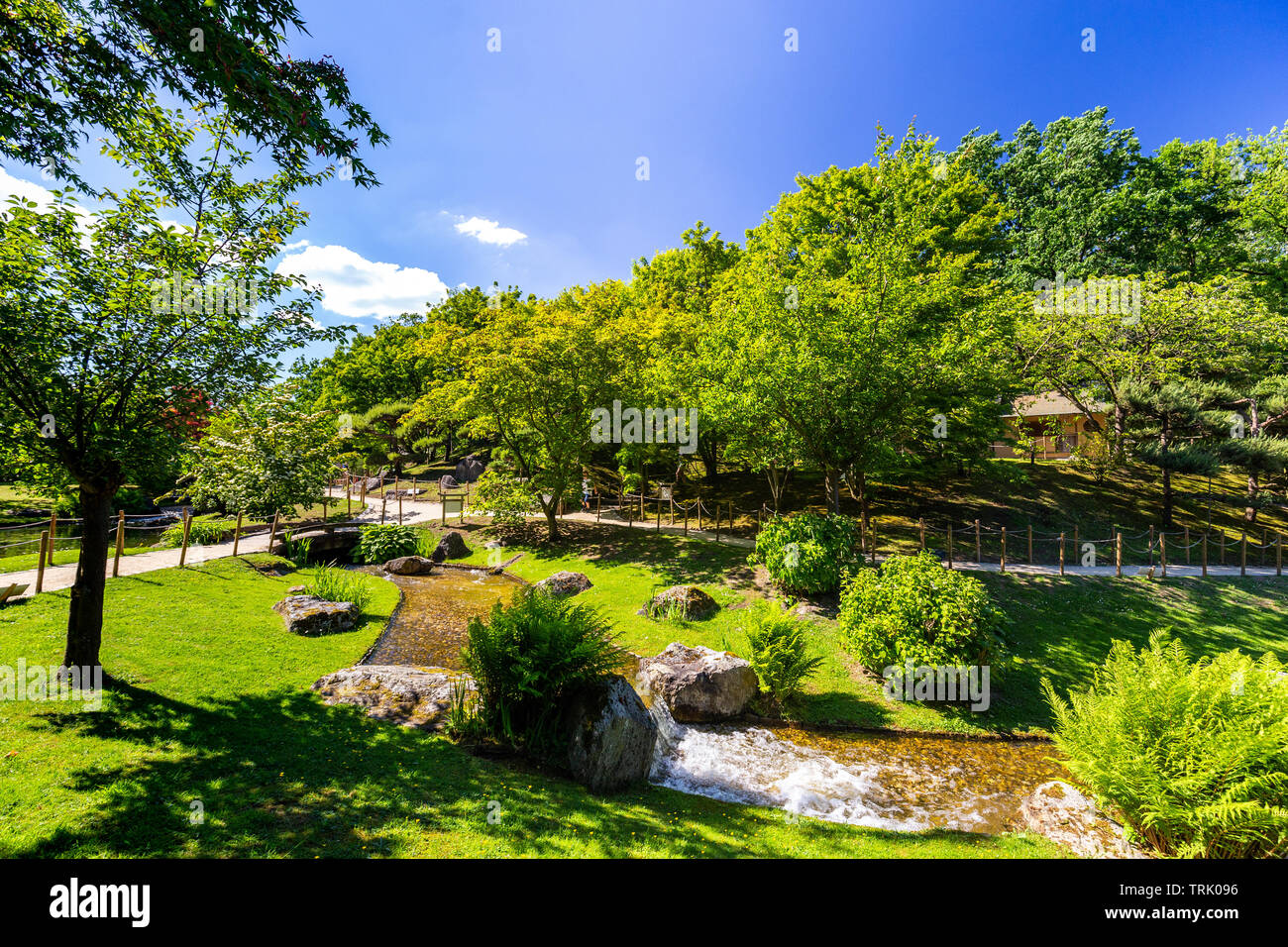 Japanese maple park hi-res stock photography and images - Alamy