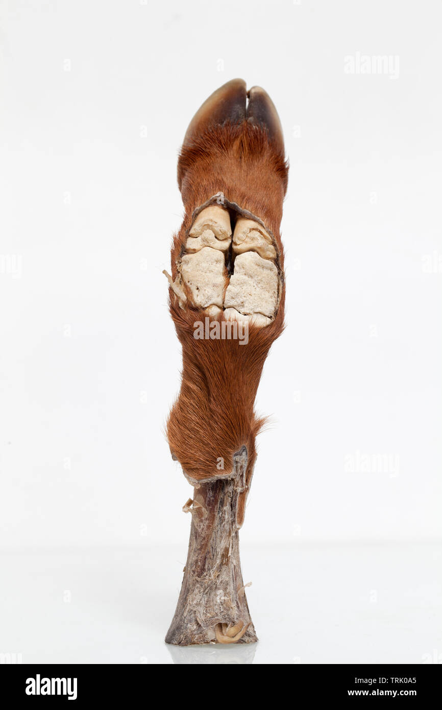 Cloven hoof hi-res stock photography and images - Alamy