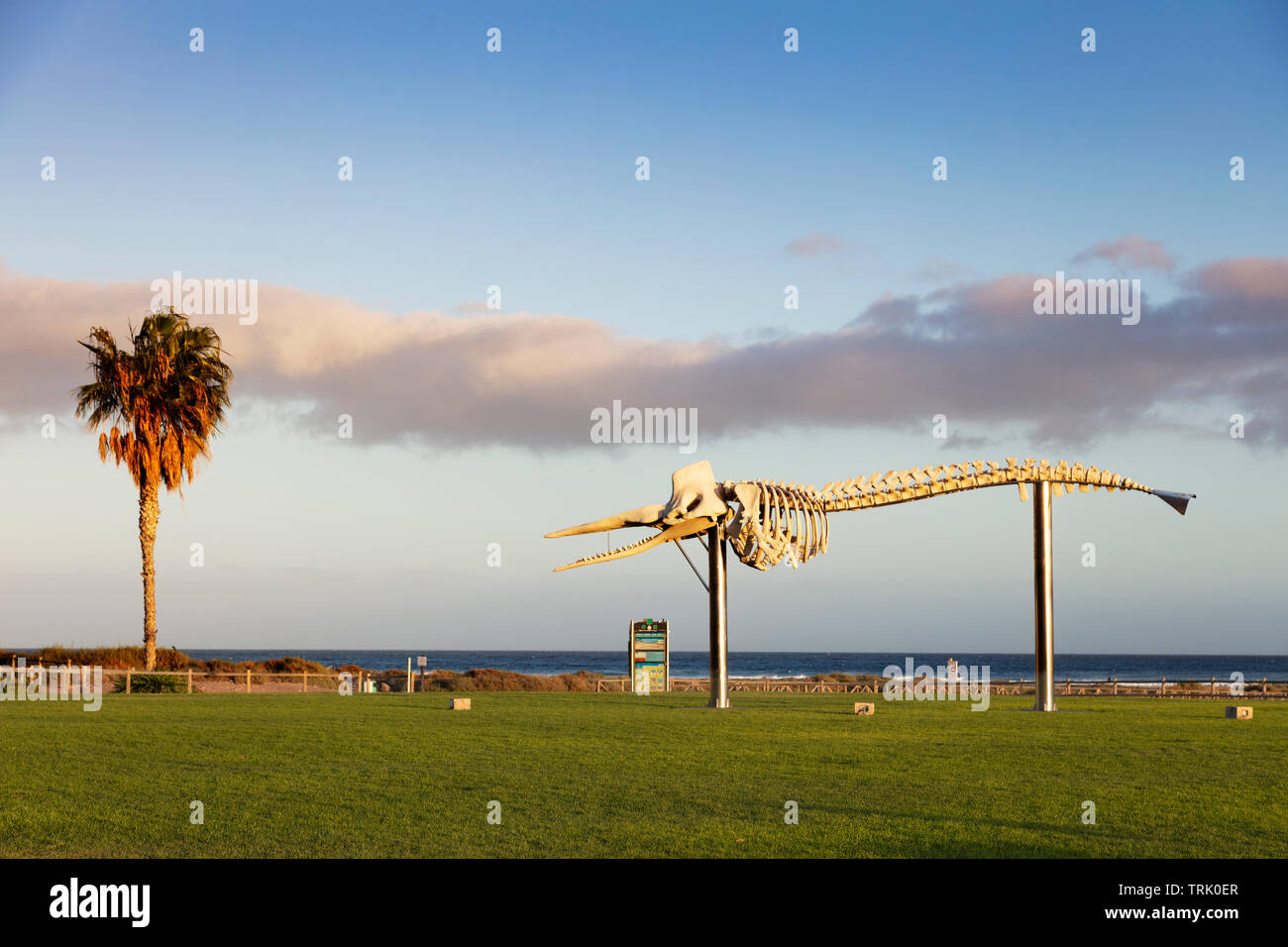 Europe, Spain, Canary Islands, Fuerteventura, Morro Jable, whale ...
