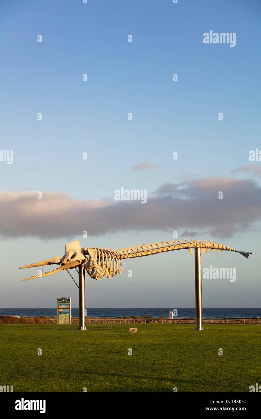 Europe, Spain, Canary Islands, Fuerteventura, Morro Jable, whale ...