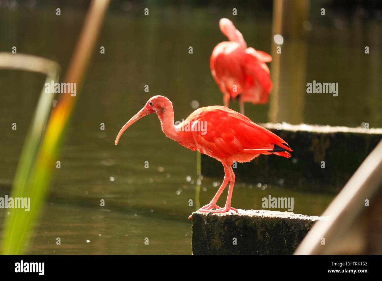 Red Coloration High Resolution Stock Photography and Images - Alamy