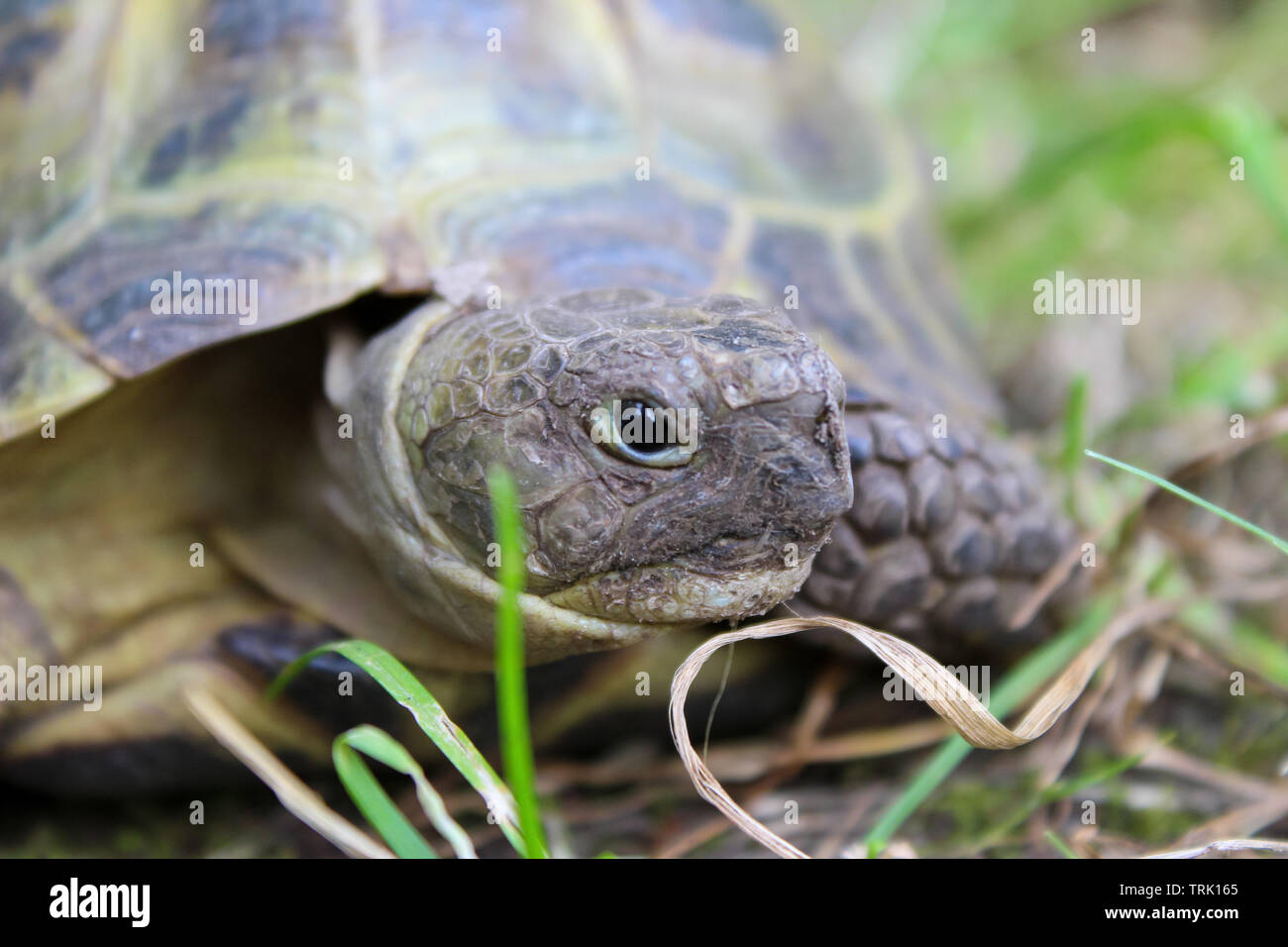 Grass Steppe High Resolution Stock Photography and Images - Alamy