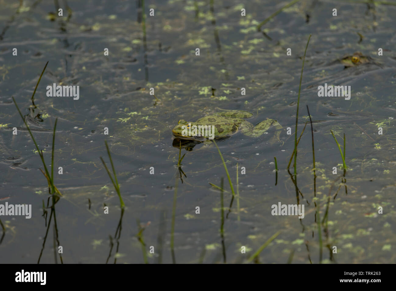 Green frogs in green water with green plants Stock Photo - Alamy
