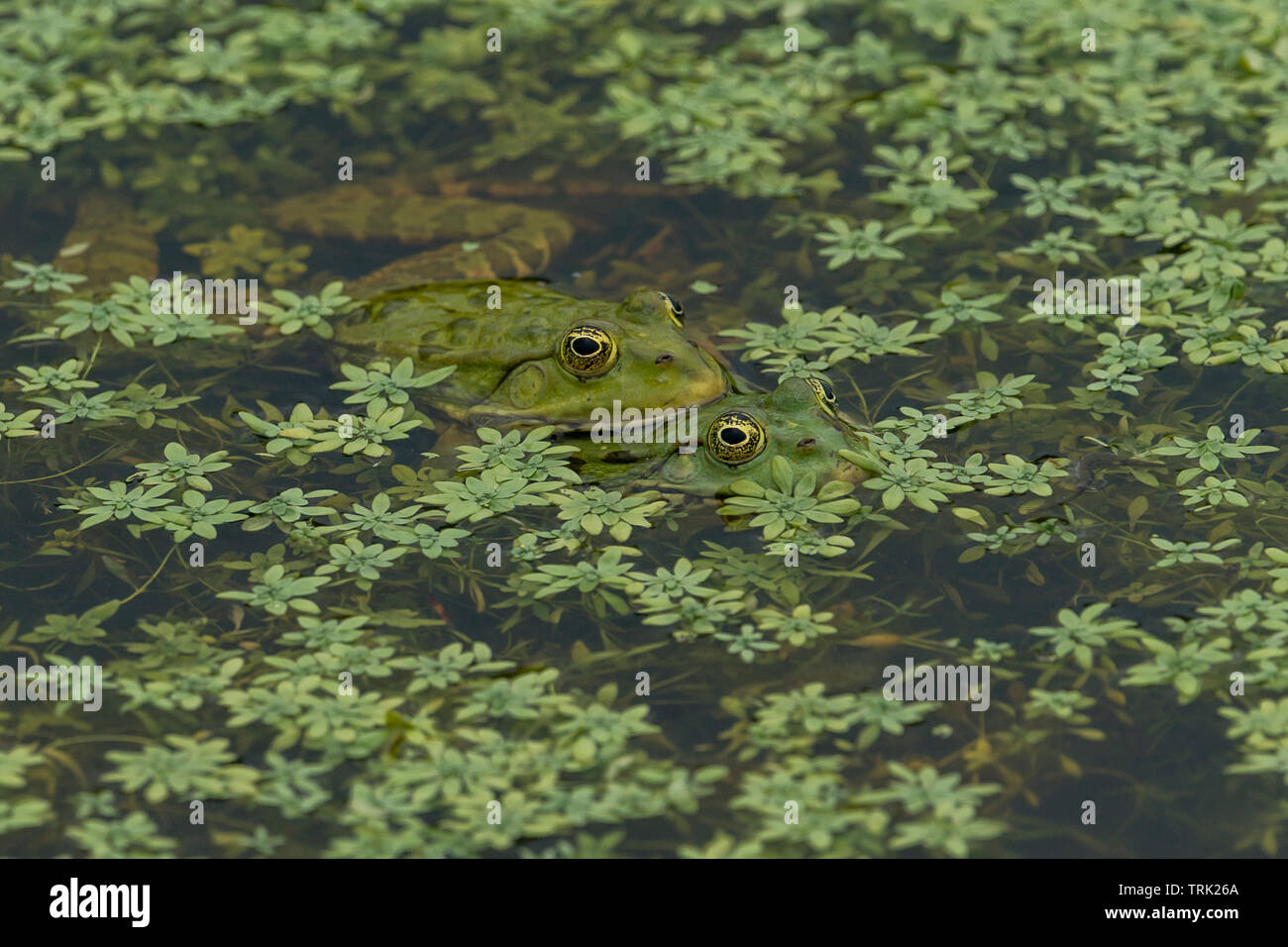 Green frogs in green water with green plants Stock Photo - Alamy