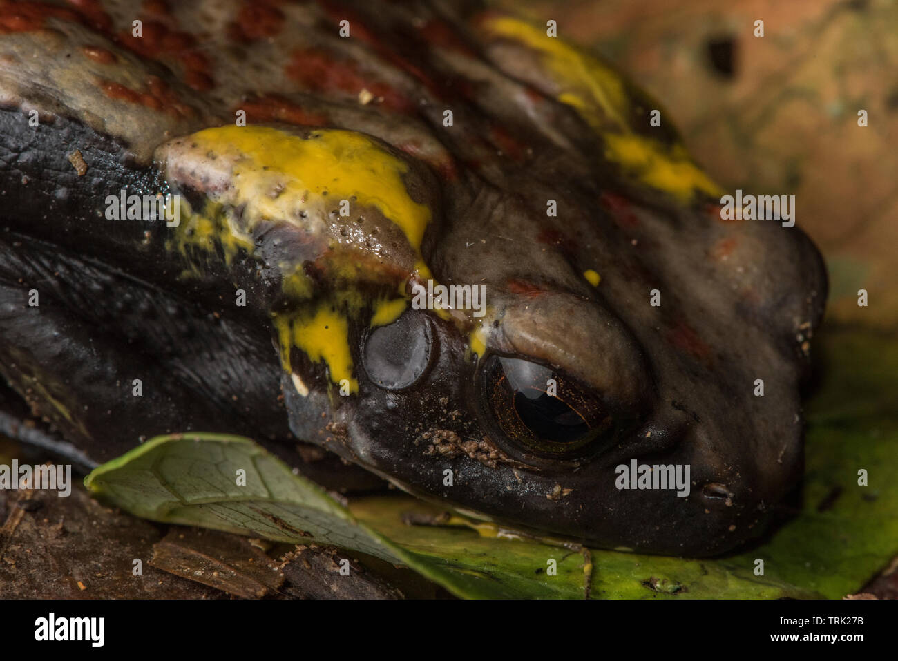 Smooth-sided toad (Rhaebo guttatus) releasing a poisonous substance ...