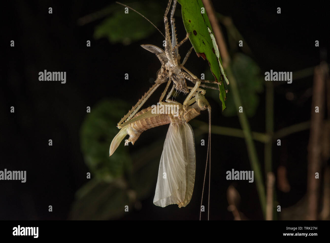 A katydid sheds its exoskeleton at night in the Amazon rainforest, the ...