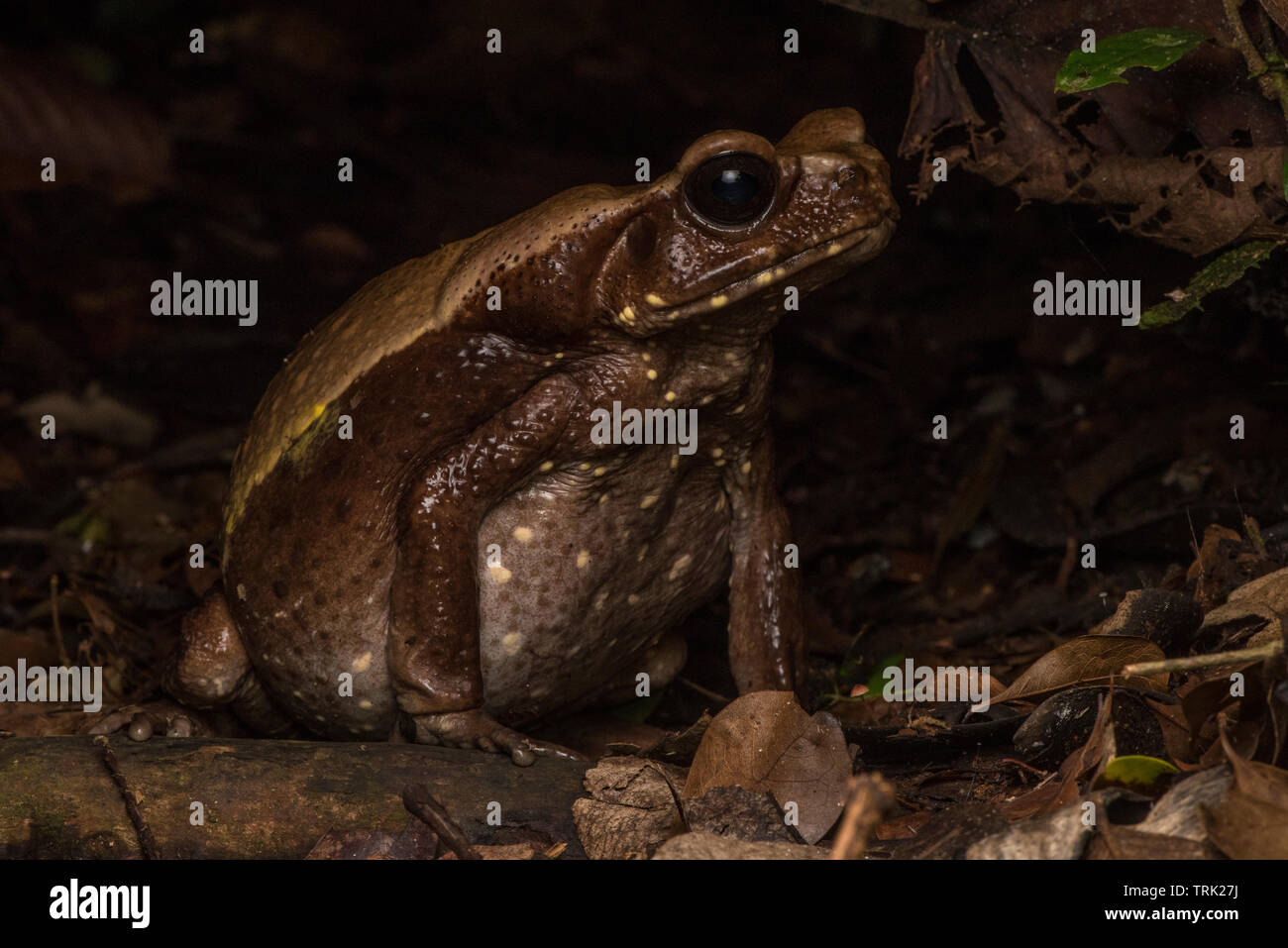 A large spotted toad (Rhaebo guttatus) from Yasuni national park in the ...