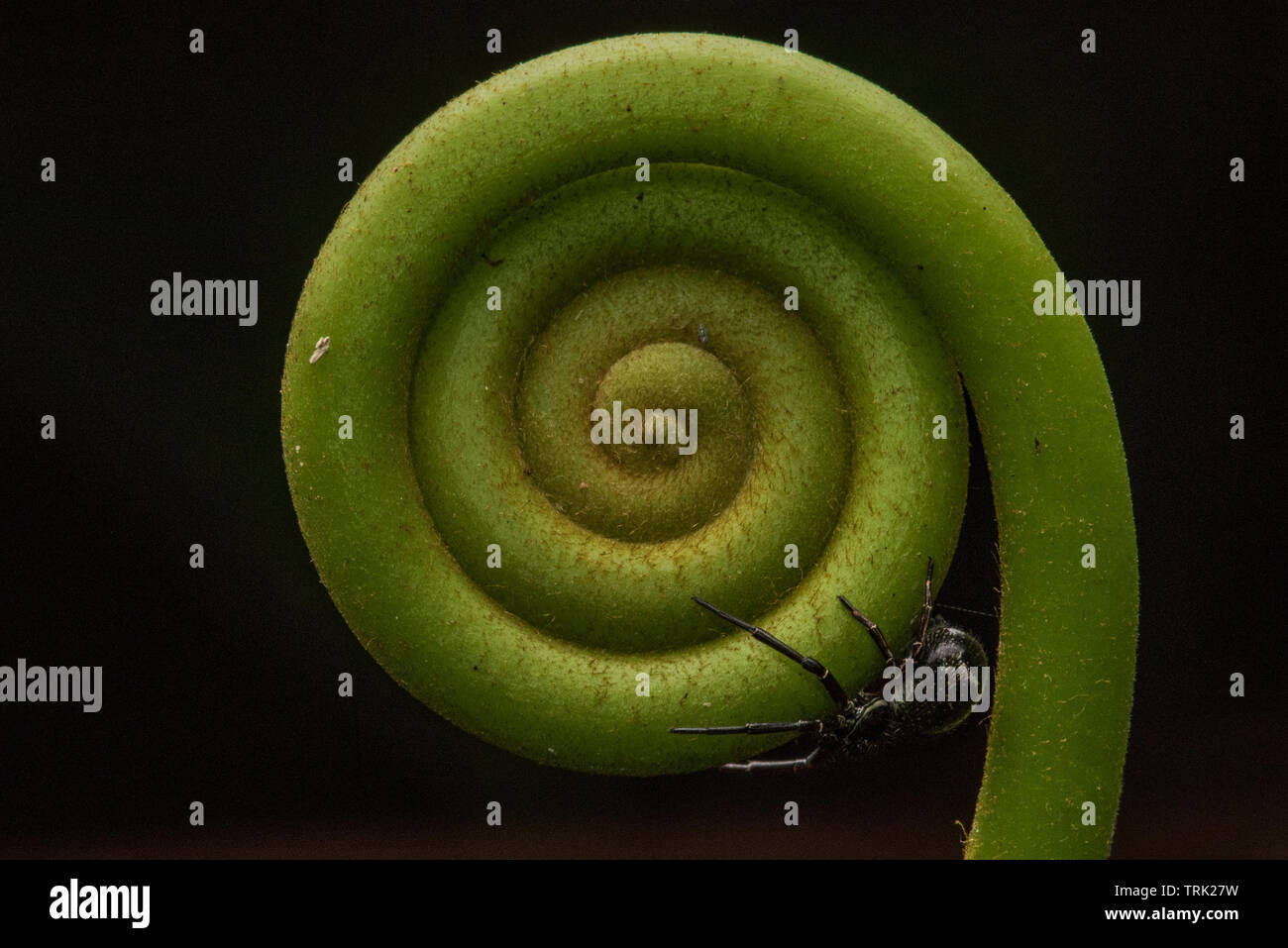 A new fern forms a spiral shape as it grows before it unfurls Stock ...