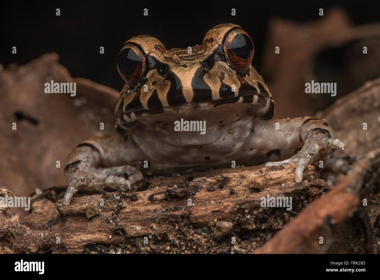 A young smoky jungle frog (Leptodactylus pentadactylus) on the jungle ...