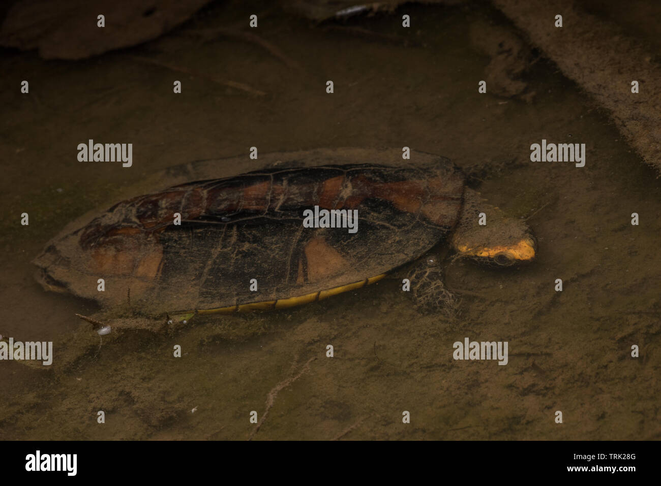 Twistnecked turtle hi-res stock photography and images - Alamy