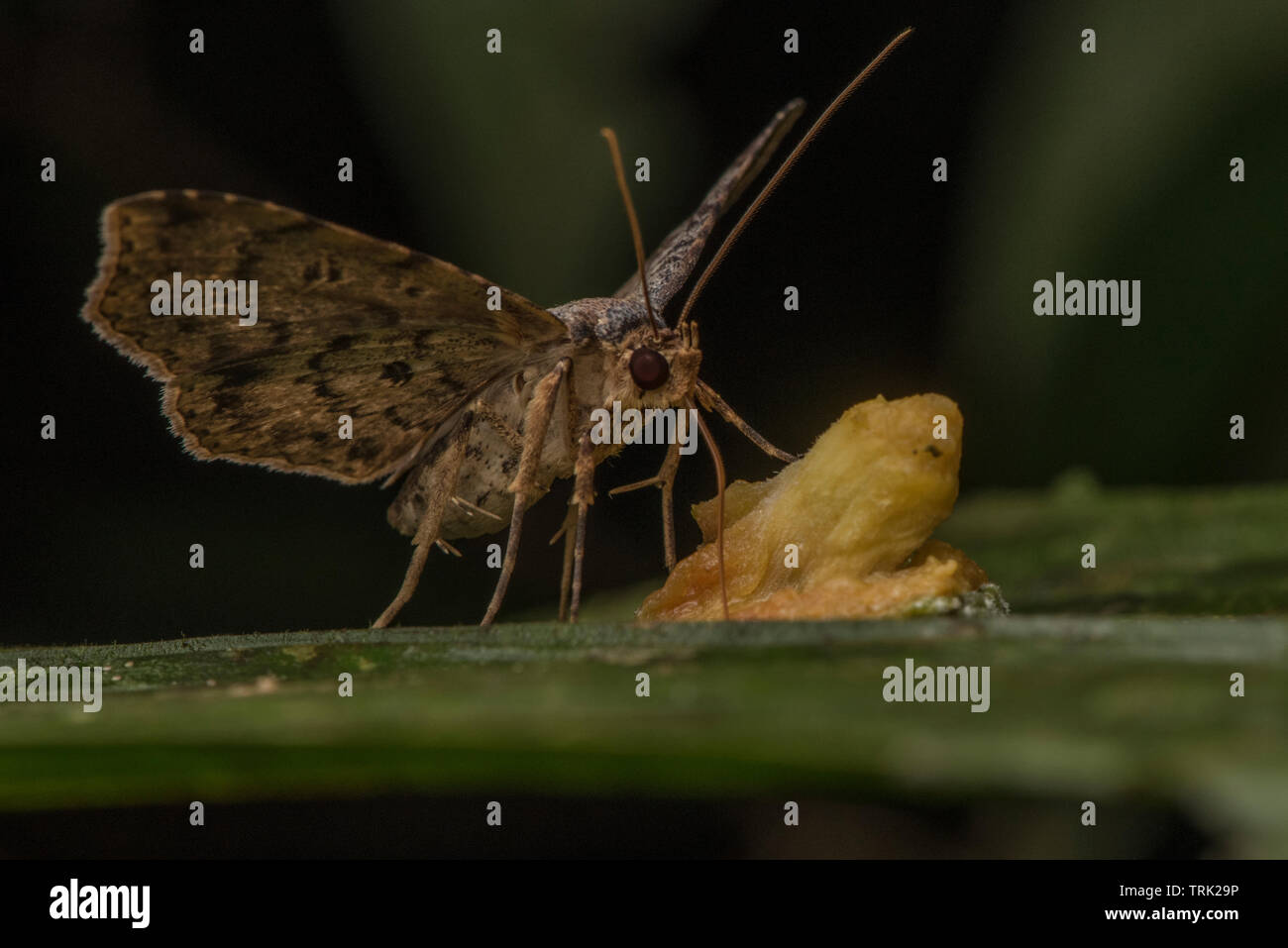 Amazon rainforest moth hi-res stock photography and images - Alamy