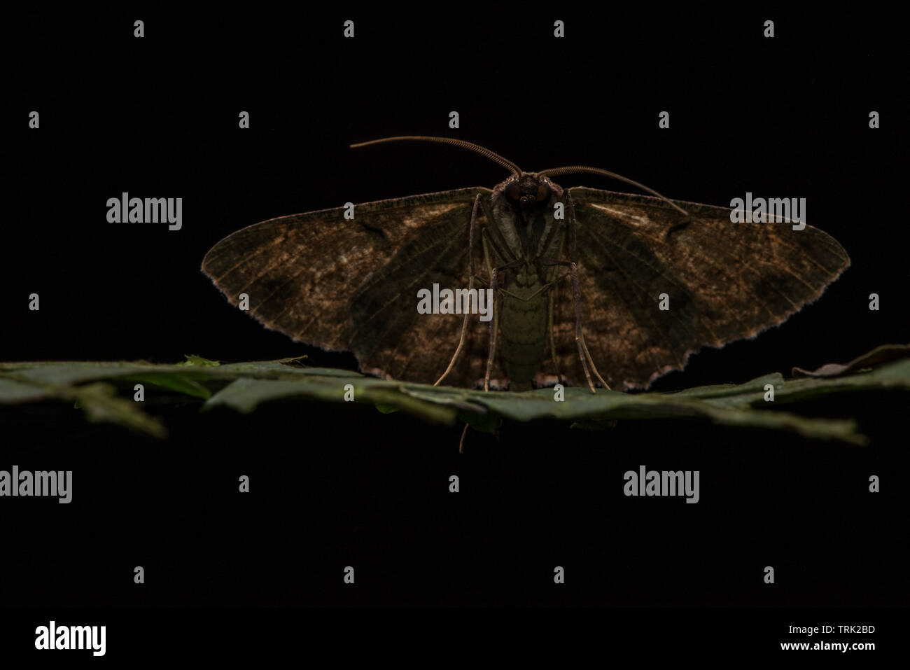 Amazon rainforest moth hi-res stock photography and images - Alamy