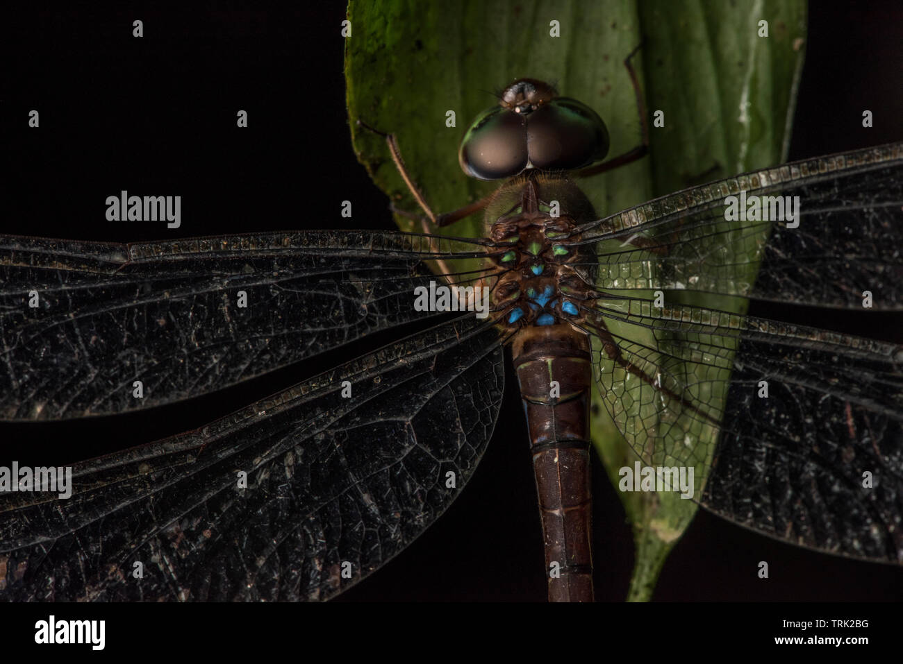 A close up of a dragonfly from the Amazon rainforest in Ecuador Stock ...