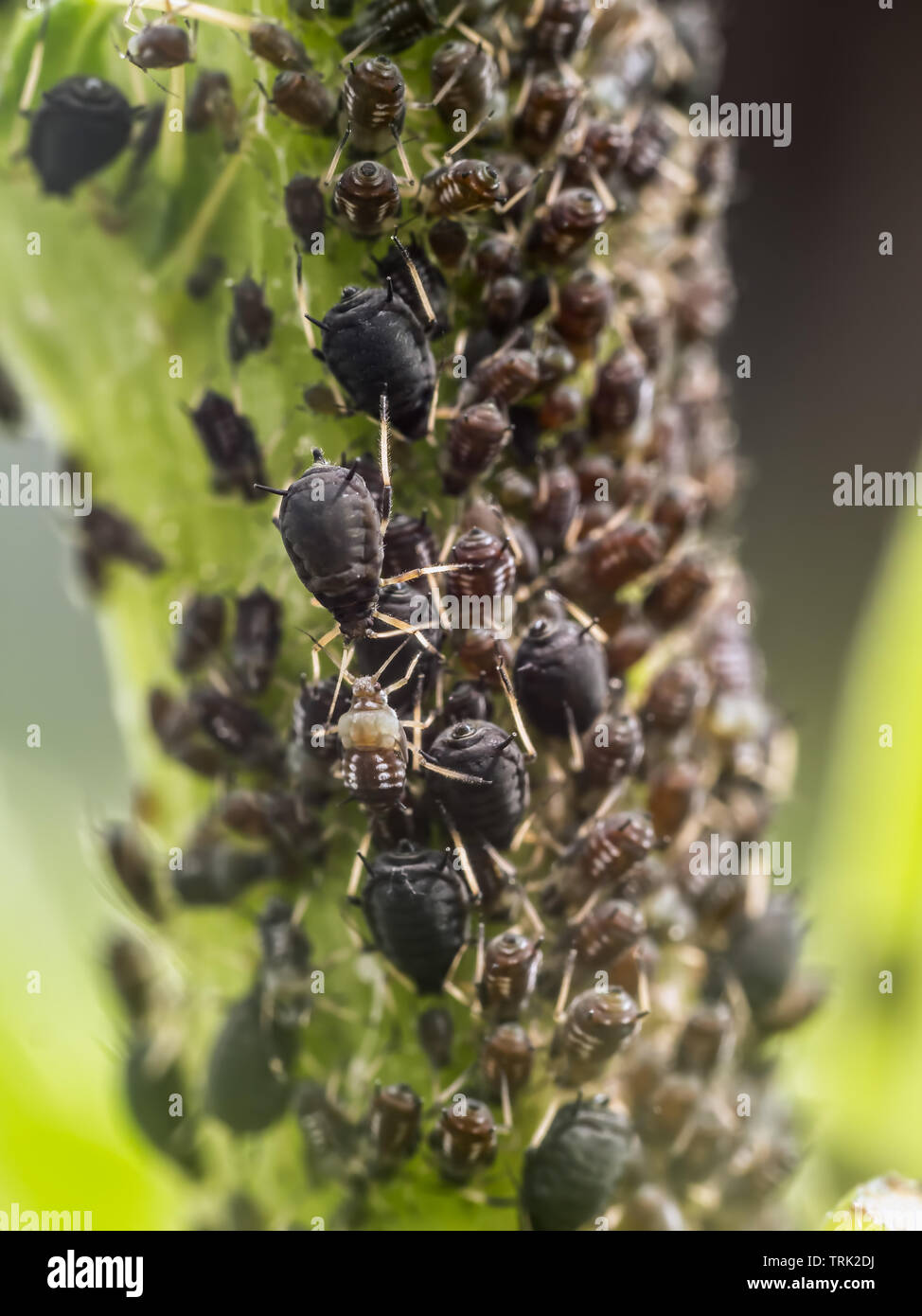 Colony of aphidoidea scavenging on garden plants Stock Photo - Alamy