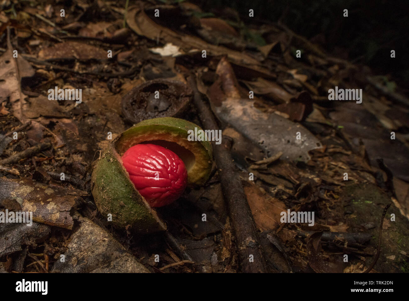 A fallen seed with its shell cracked open laying on the forest floor in ...