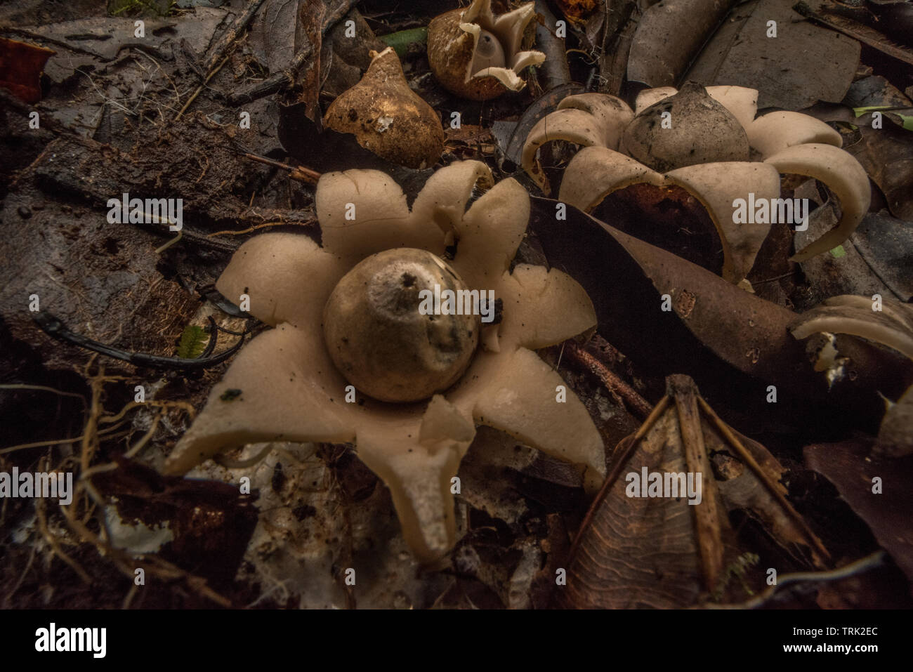 Gasterocarpic basidiomycetes hi-res stock photography and images - Alamy