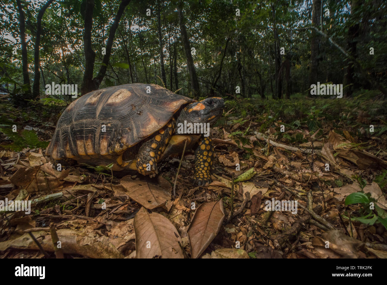 yellow-footed tortoise (Chelonoidis denticulata) a threatened species ...