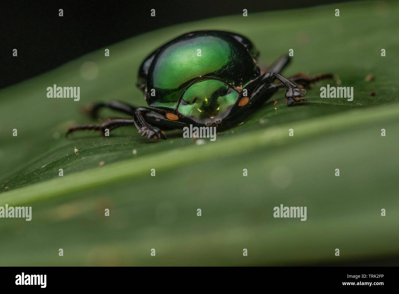 A green dung beetle (Canthon smaragdulus) from Yasuni national park in ...