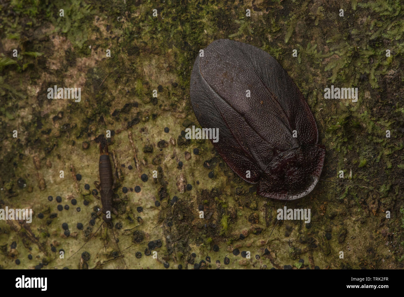 Big cockroach hi-res stock photography and images - Alamy