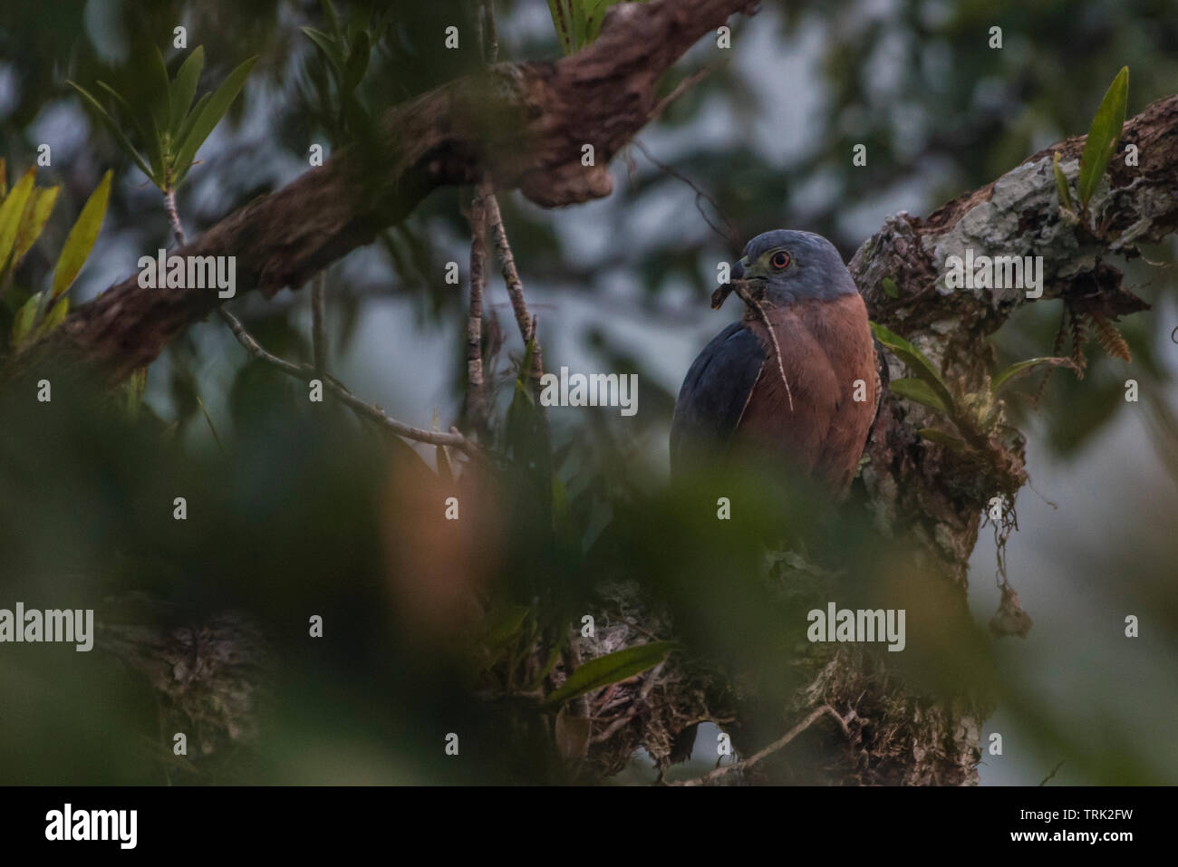 Double-toothed kite (Harpagus bidentatus) with its prey in its beak. It ...