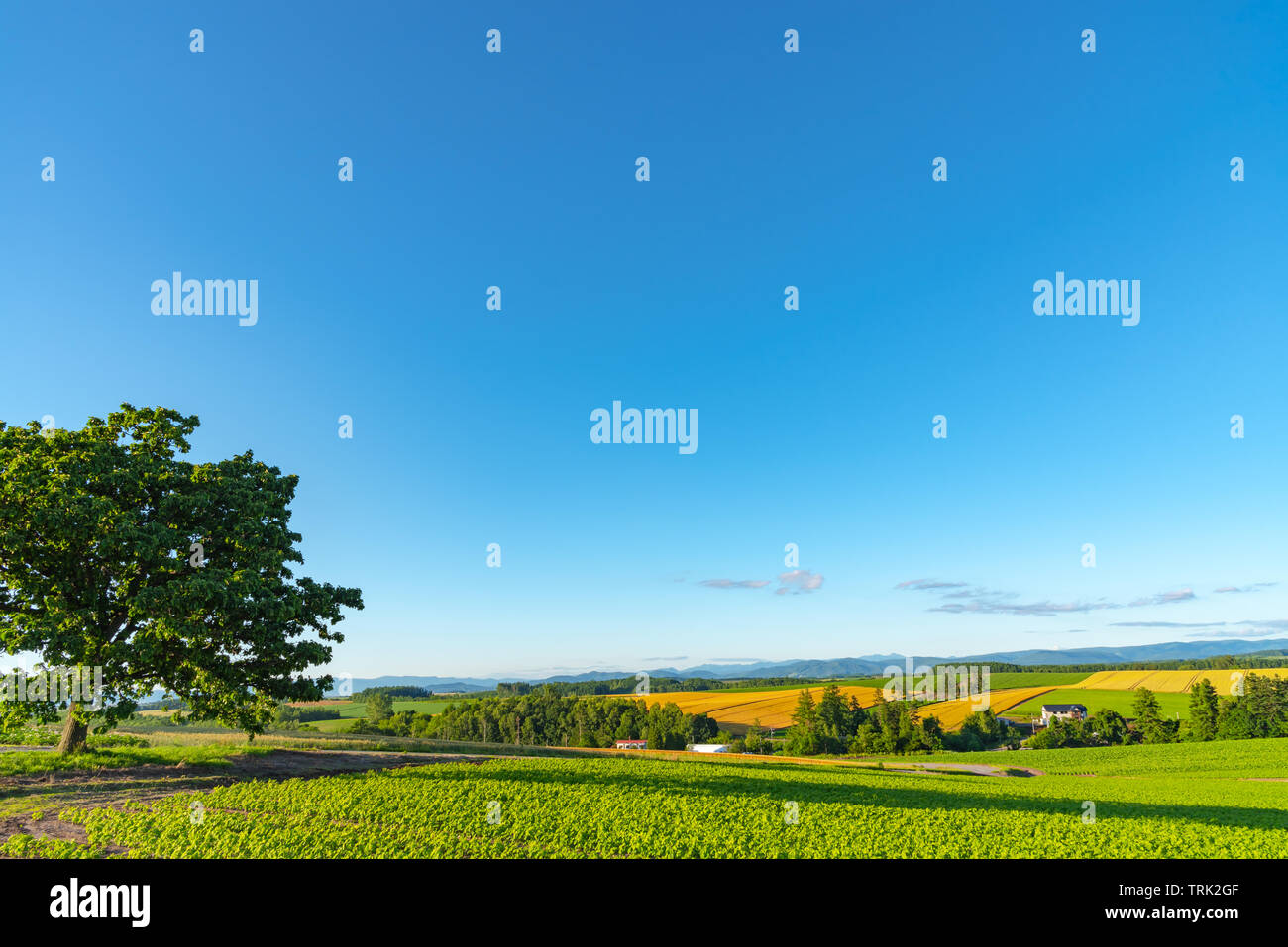 Seven Stars tree, It was printed on a package of Seven Stars tobacco ...