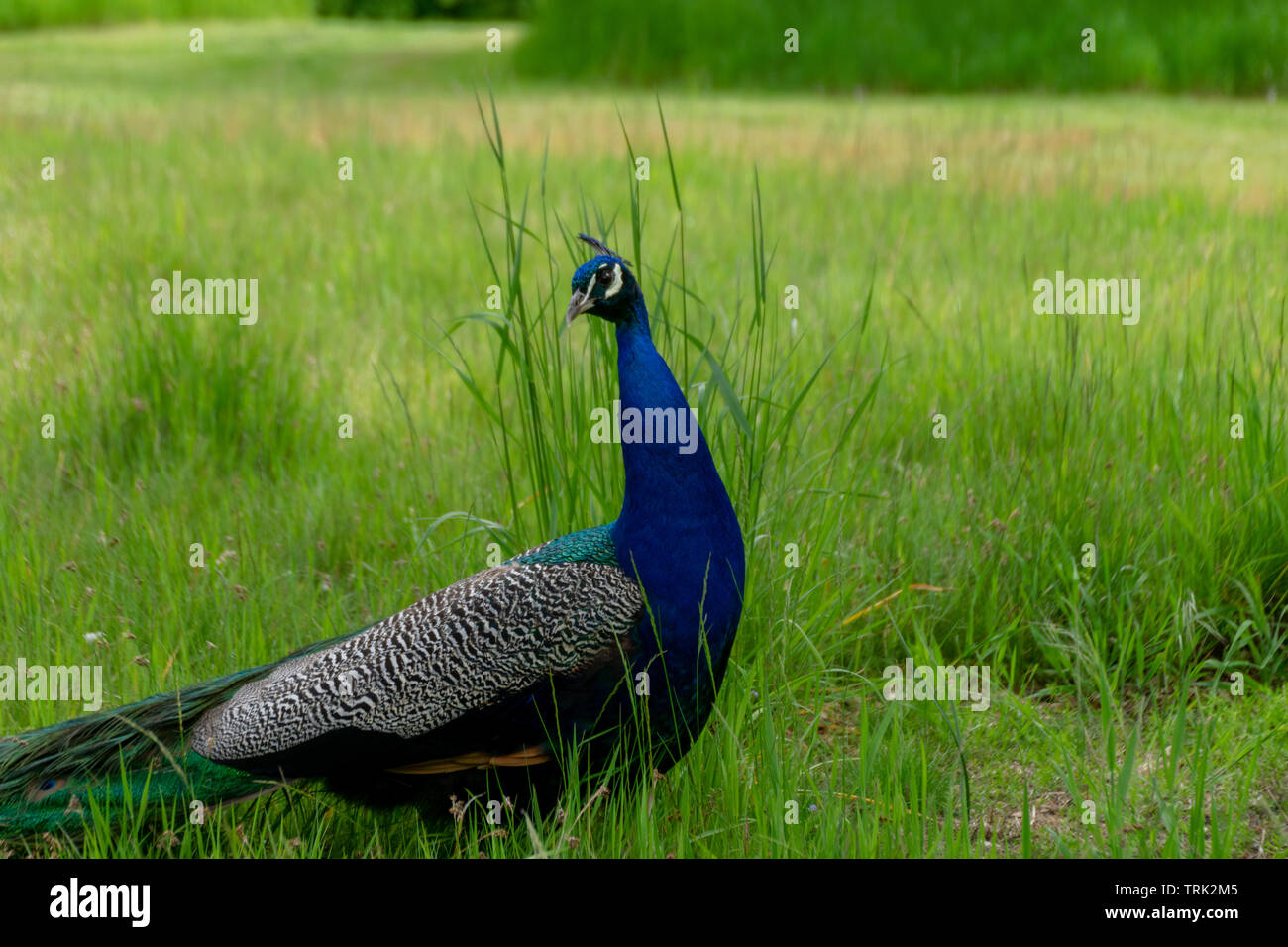 Peacock in tropical forest feathers hi-res stock photography and images ...